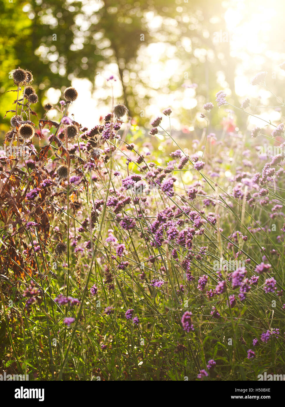 English country garden Stock Photo - Alamy