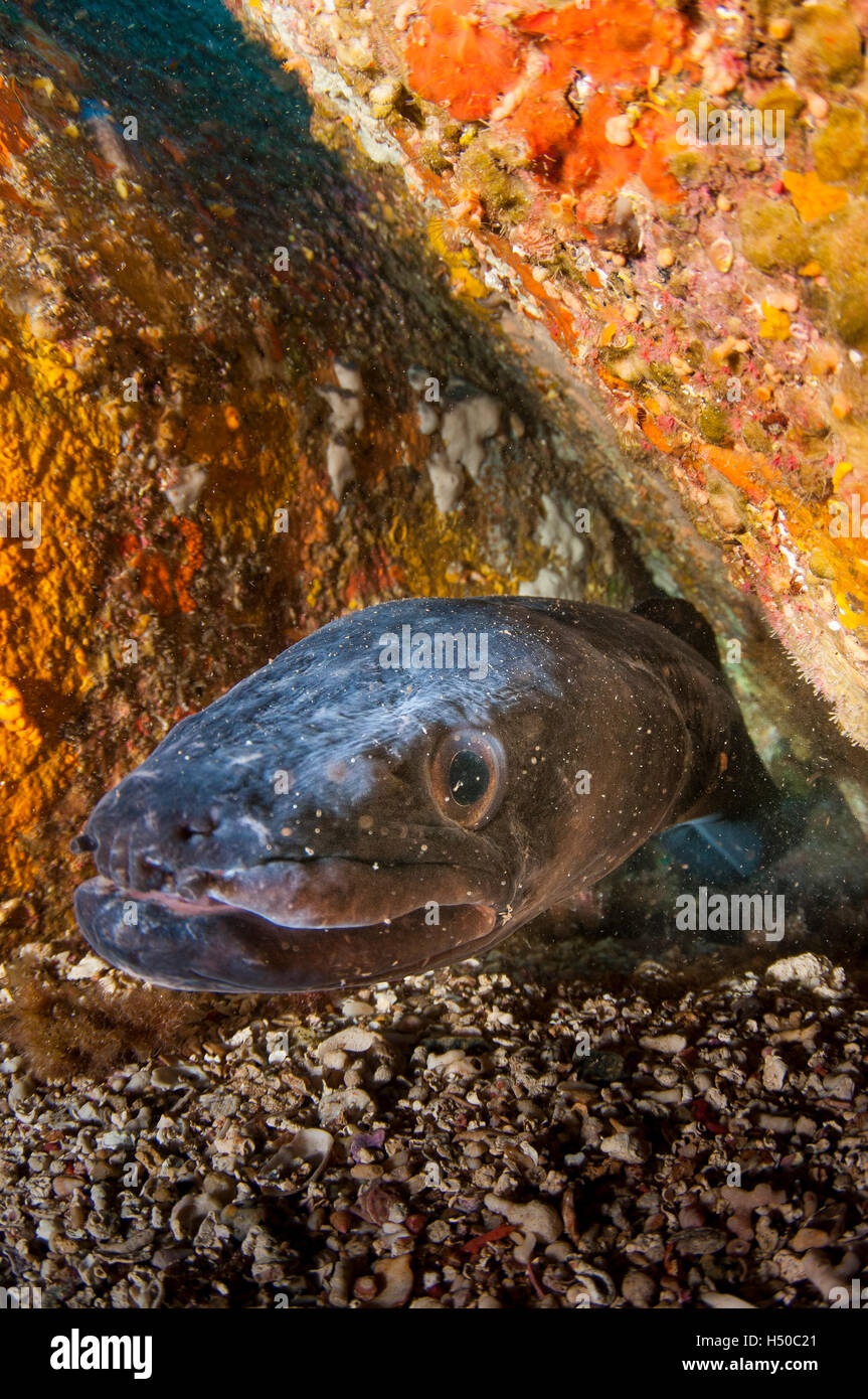 Conger eel appears from a nook on the Mediterranean seabed, Sardinia ...