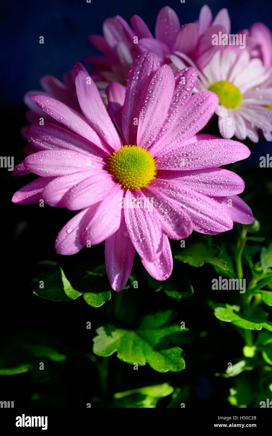 Pyrethrum flowers with dew drops in garden Stock Photo - Alamy