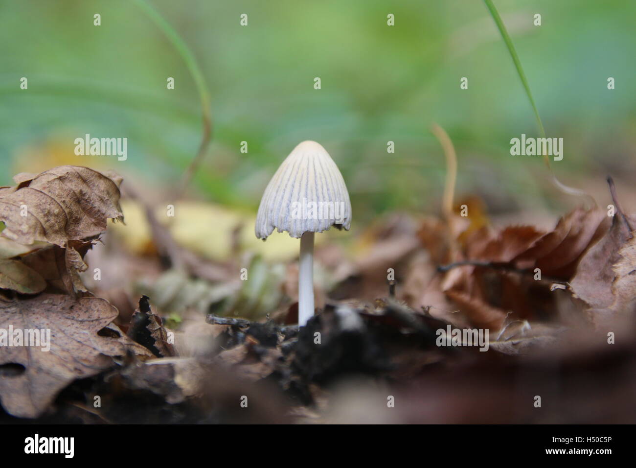 Mushroom in the forest Stock Photo - Alamy