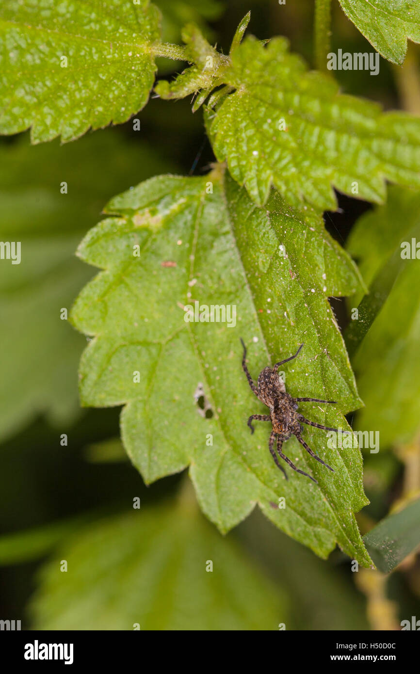 small spider climbing up a leaf Stock Photo - Alamy