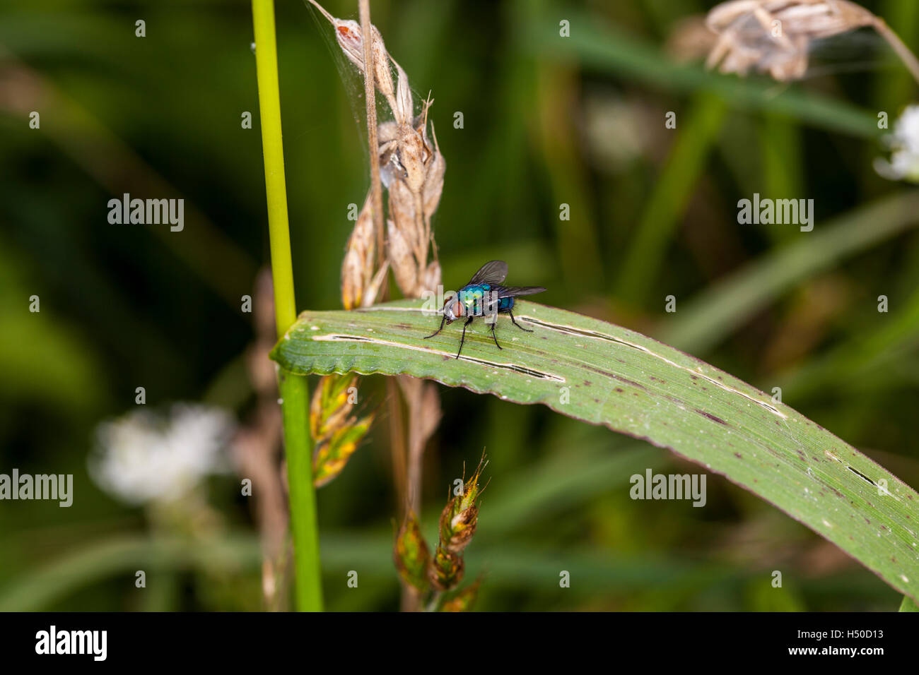 Common fly sitting on the grass Stock Photo - Alamy