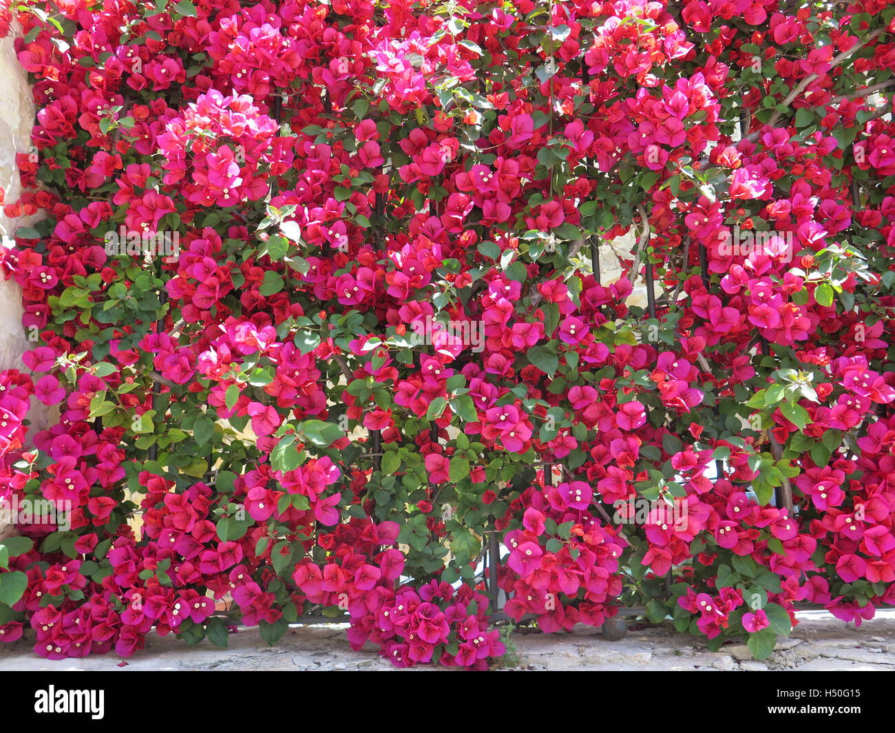 Bougainvillea red hi-res stock photography and images - Alamy