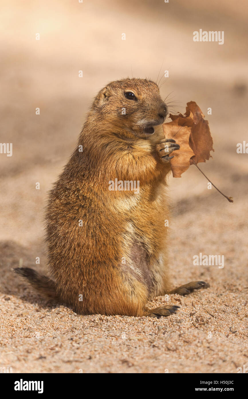 What Bugs Do Prairie Dogs Eat