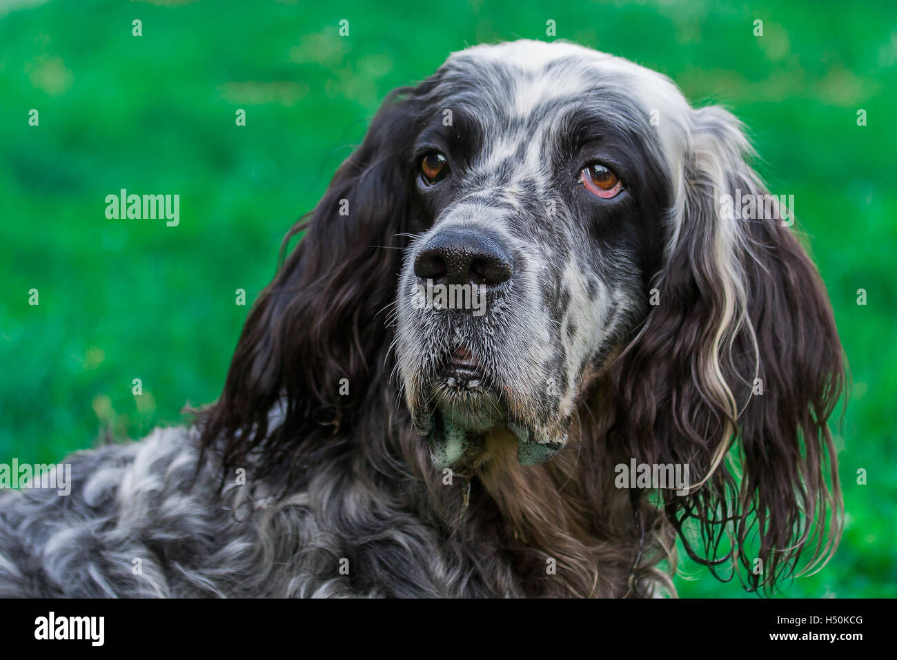 Setter eyes hi-res stock photography and images - Alamy