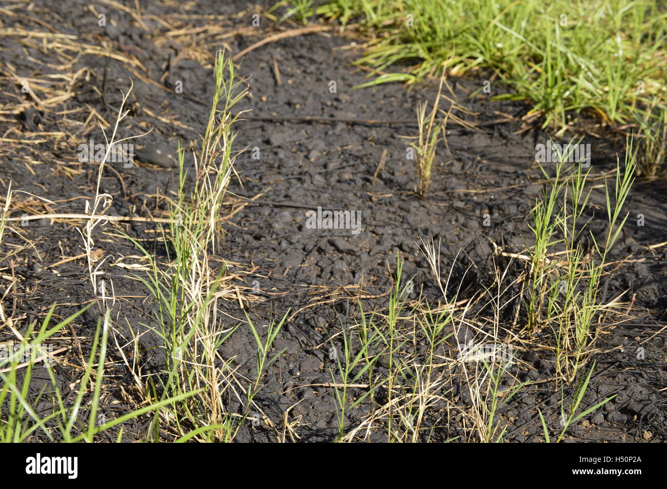 Damage to the environment. Soil contaminated by hydraulic oil Stock ...