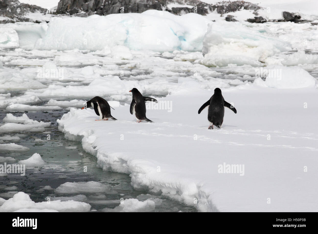 Penguins on ice in Antarctica Stock Photo - Alamy