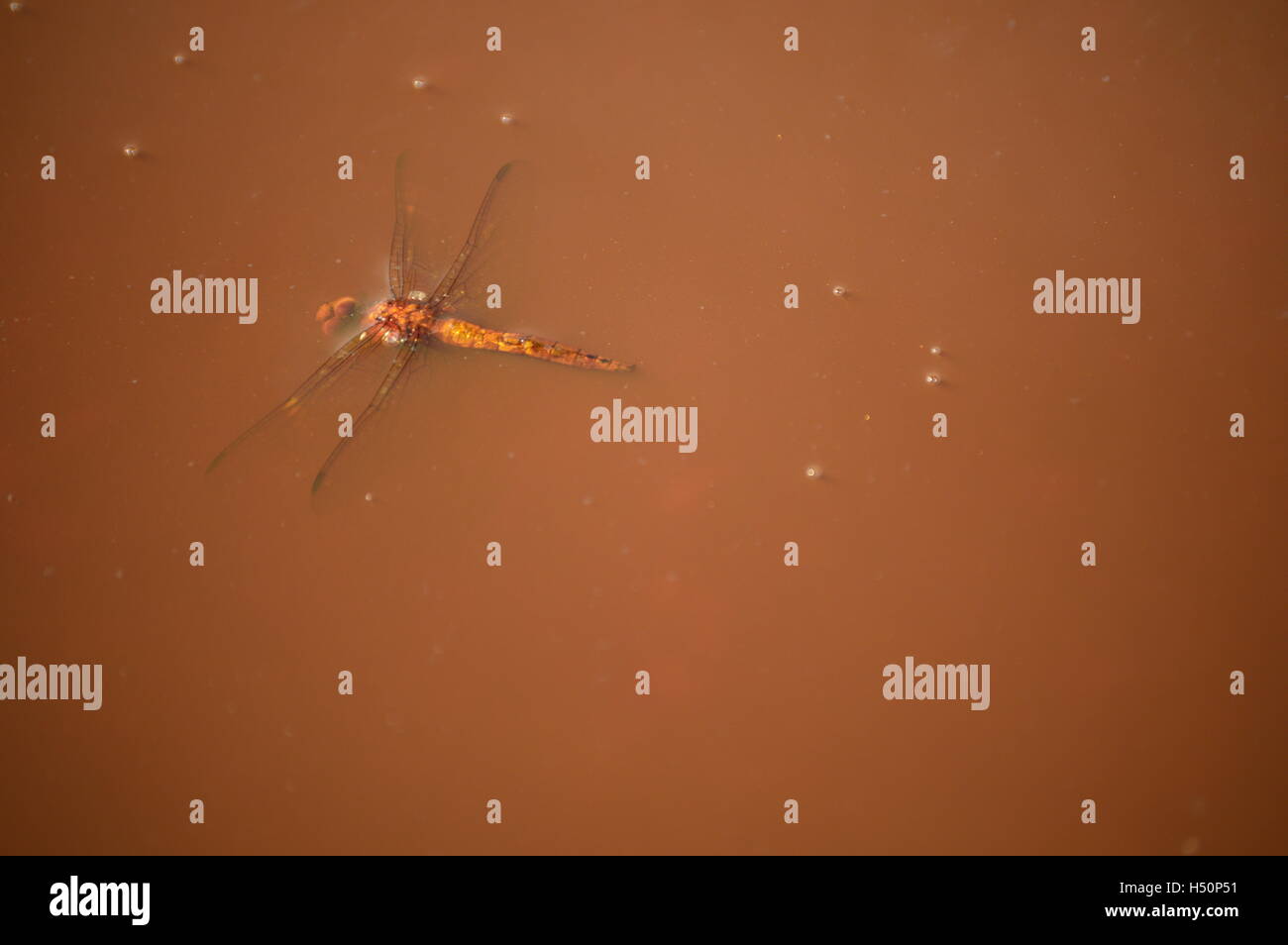 dead dragonfly on contaminated water Stock Photo - Alamy