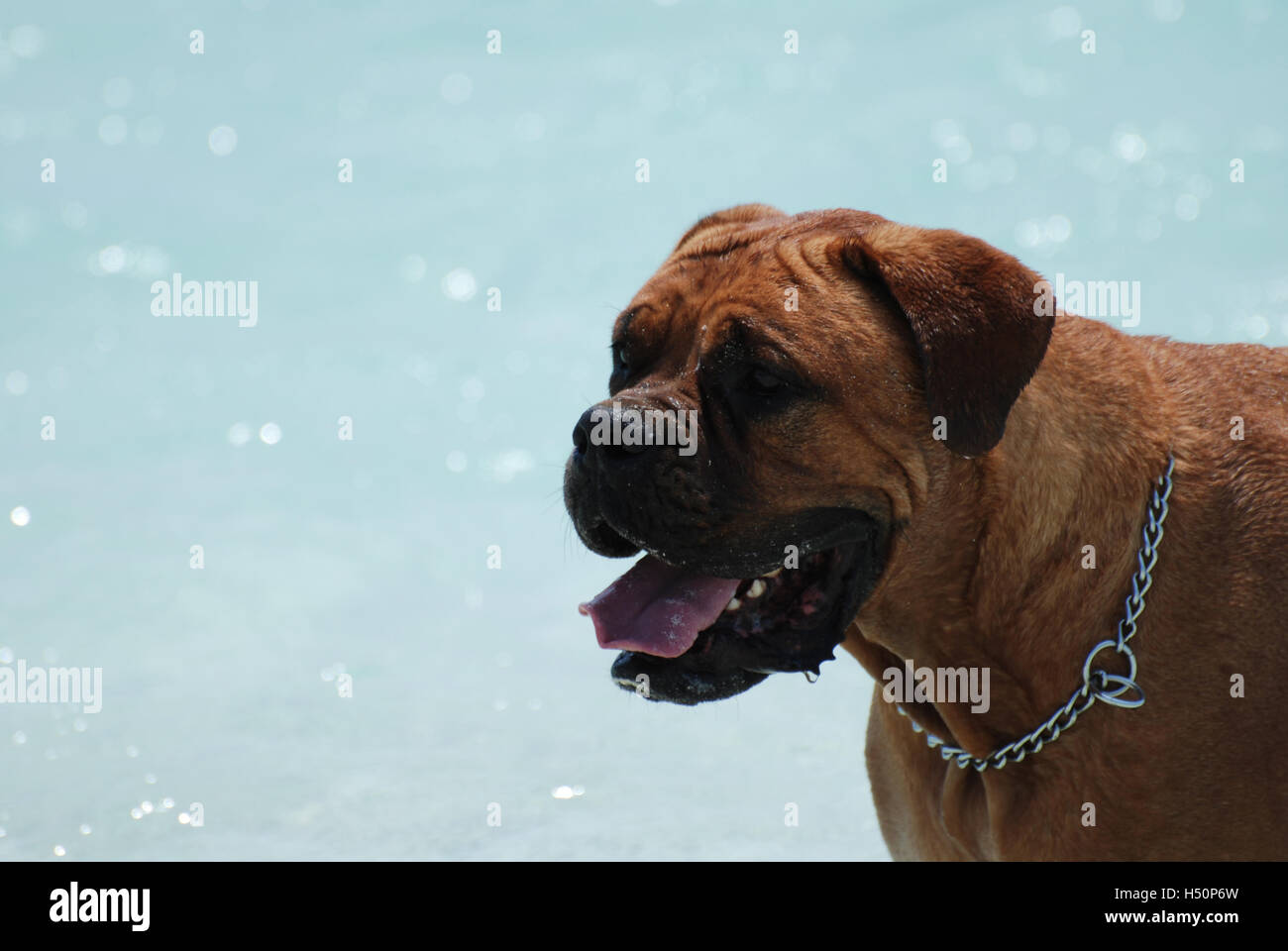 Side view of a Bordeaux Mastiff dog Stock Photo - Alamy