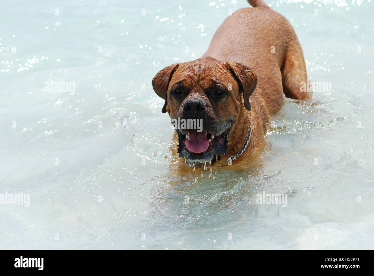 Cute French mastiff wading in water and drooling Stock Photo - Alamy