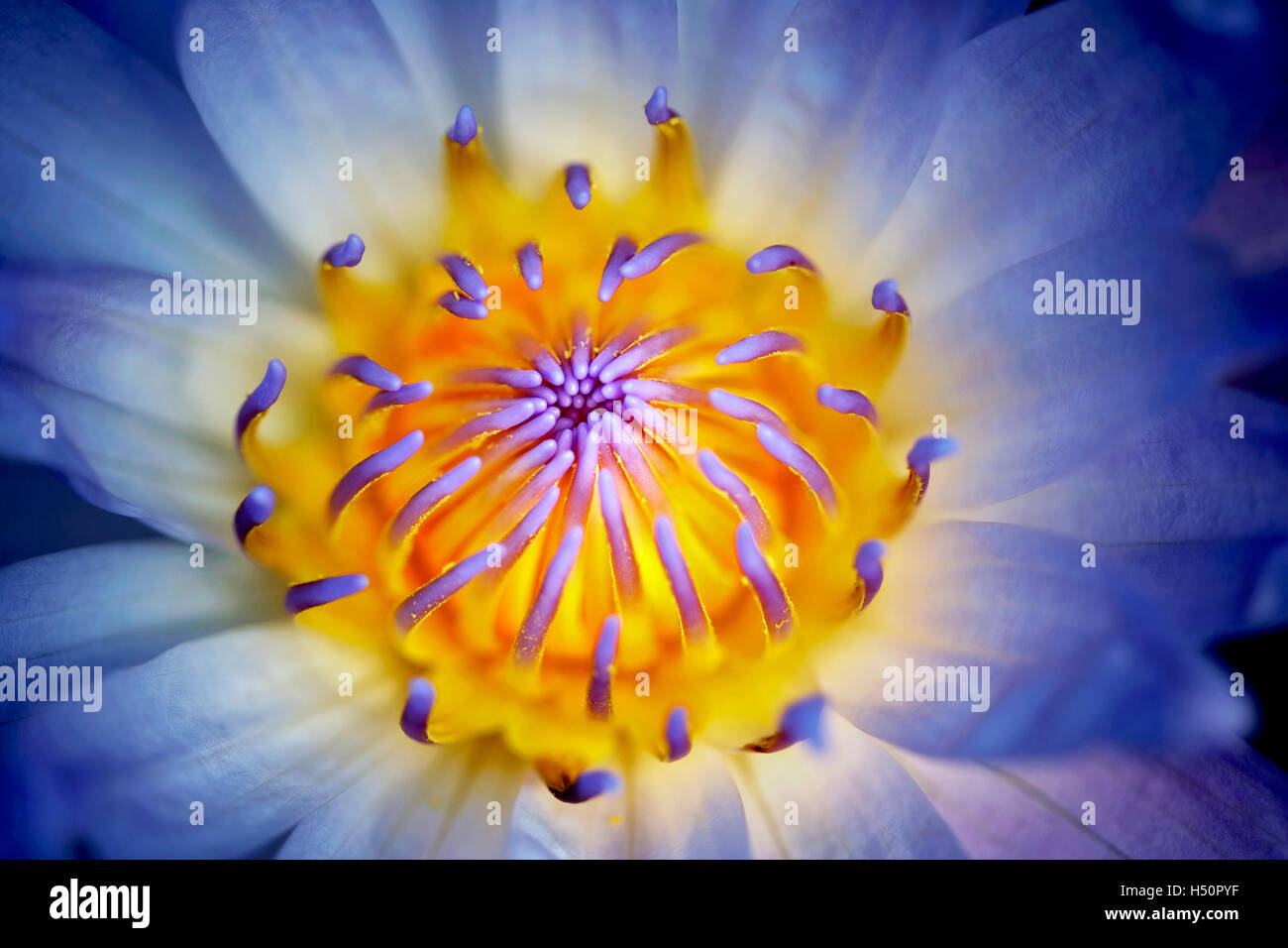 Tropical water lily. Species of Nymphaea. Huges Water Gardens. Oregon ...