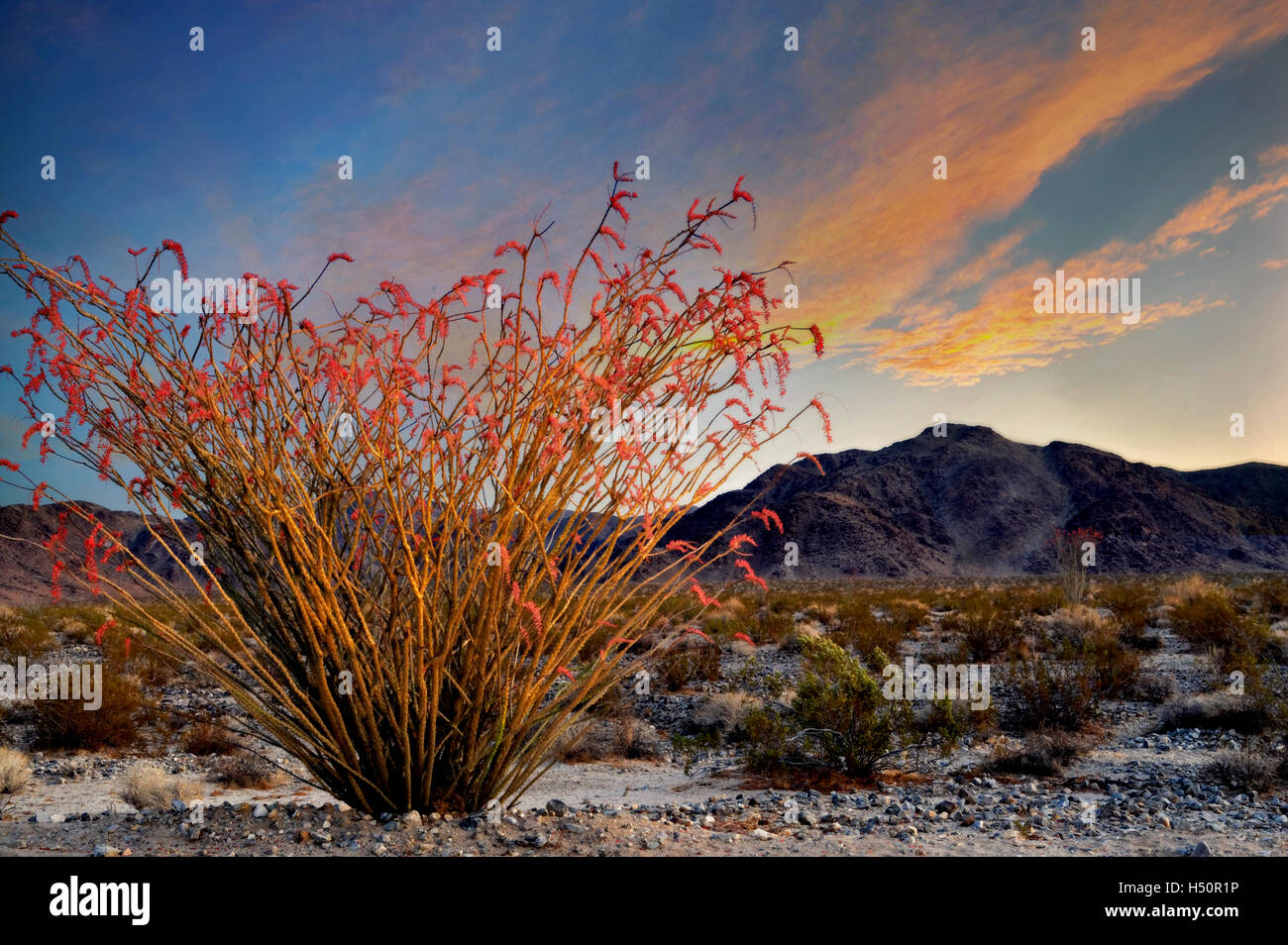Ocotillo bush in bloom. Joshua Tree National Park. California Stock ...