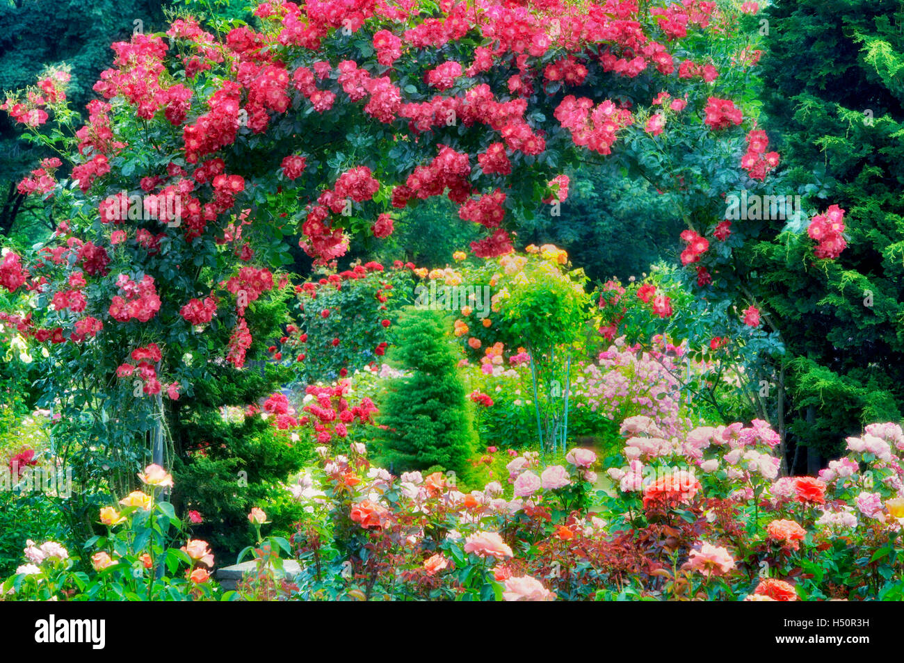 Rose arbor. Oregon Rose Test Garden. Portland. Oregon Stock Photo - Alamy