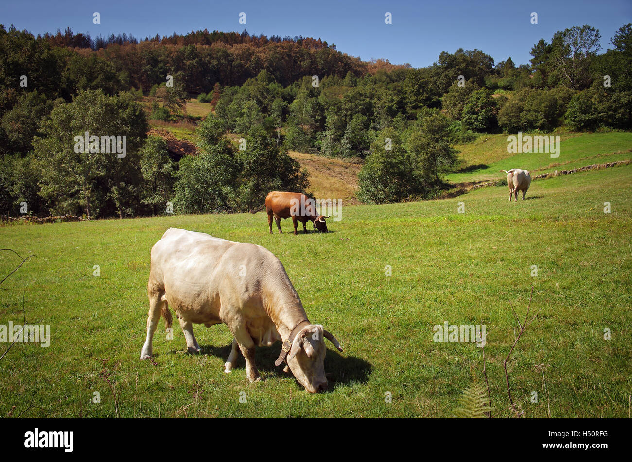 Countryside landscape with bovine cattle pasturing in a green field ...