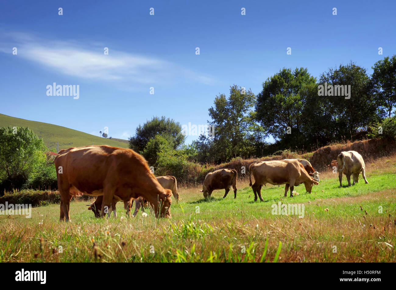 Countryside landscape with bovine cattle pasturing in a green field ...