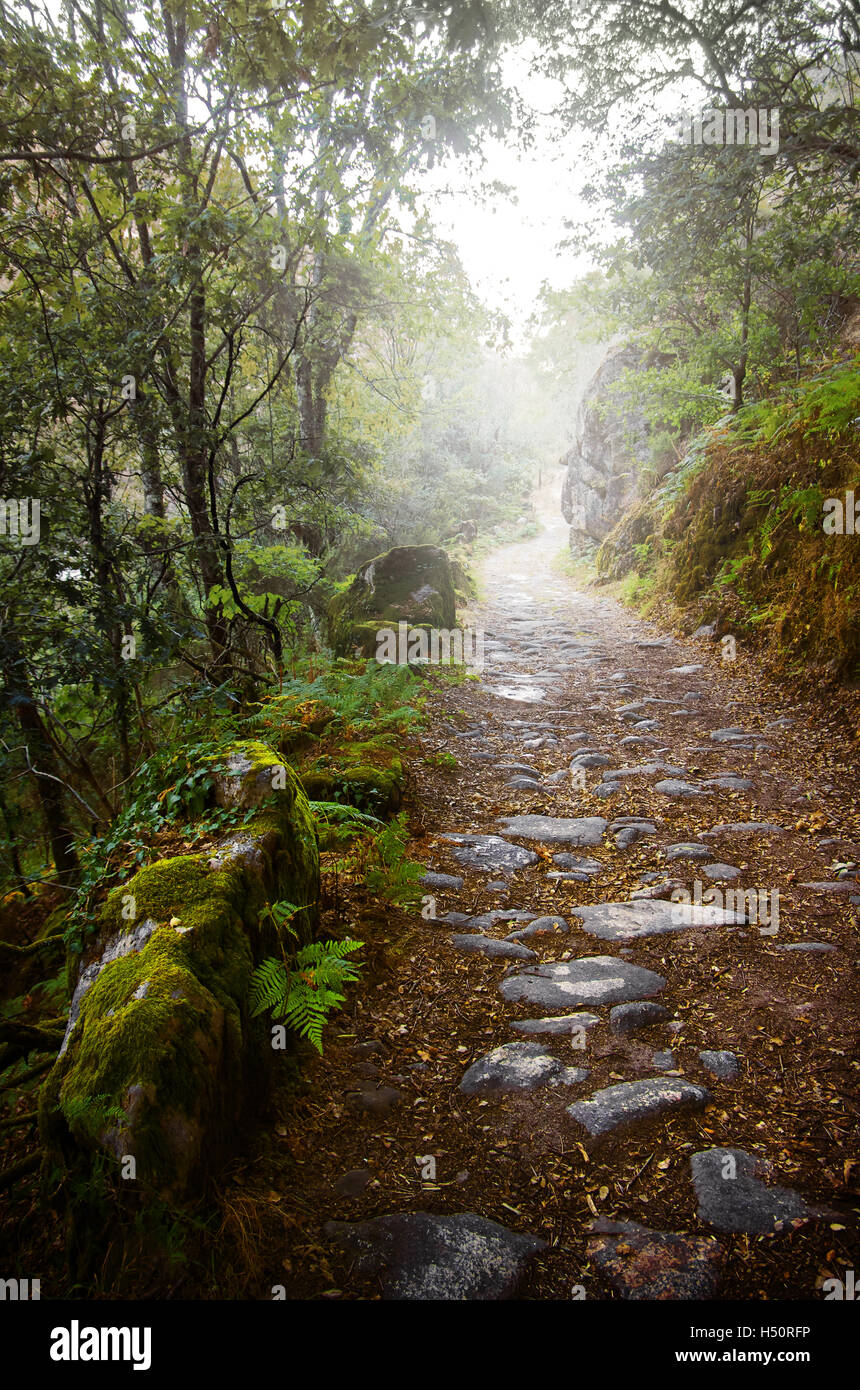 Rocky forest trail hi-res stock photography and images - Alamy