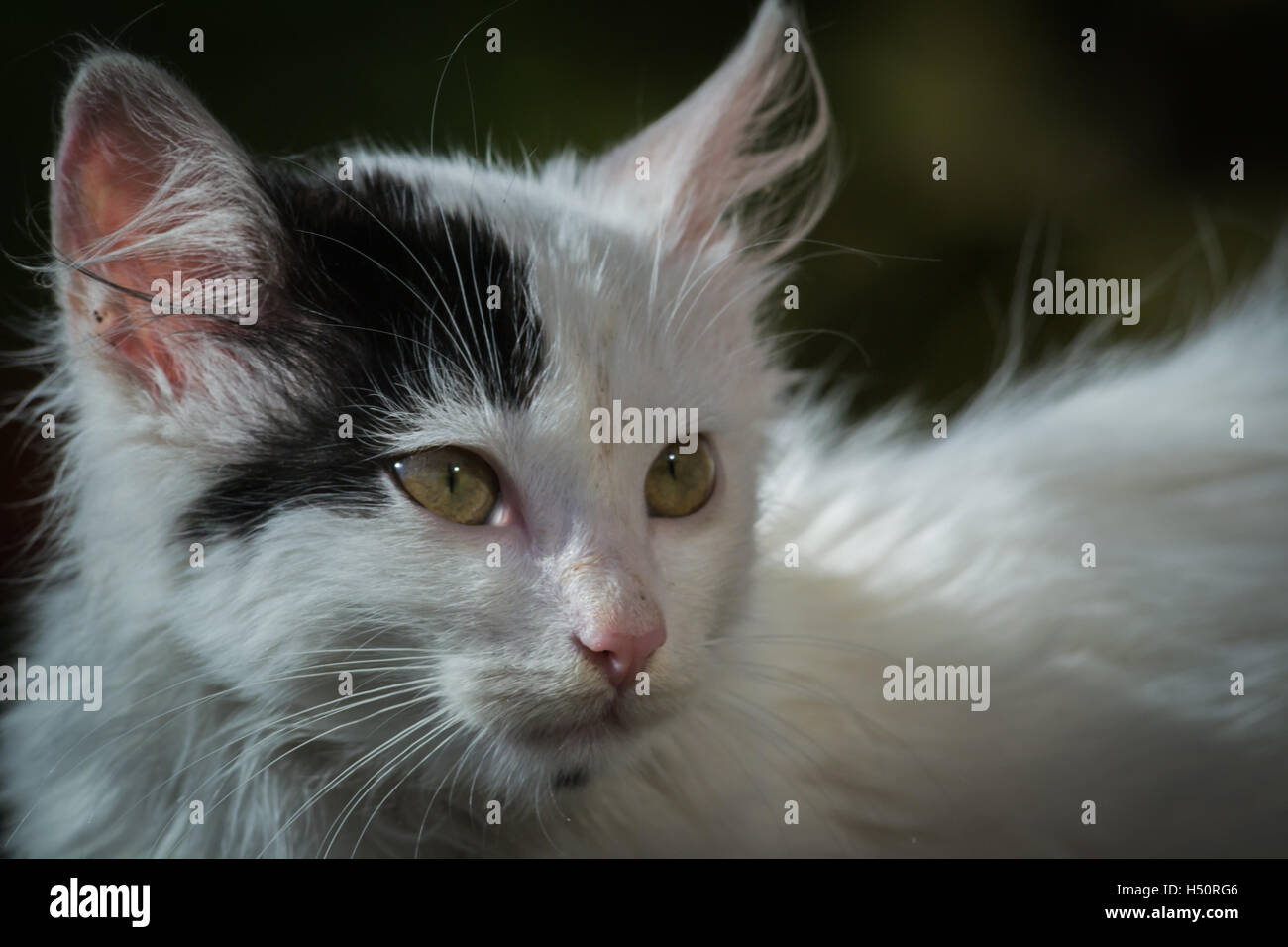 Wild cat staring in Chernobyl Stock Photo - Alamy