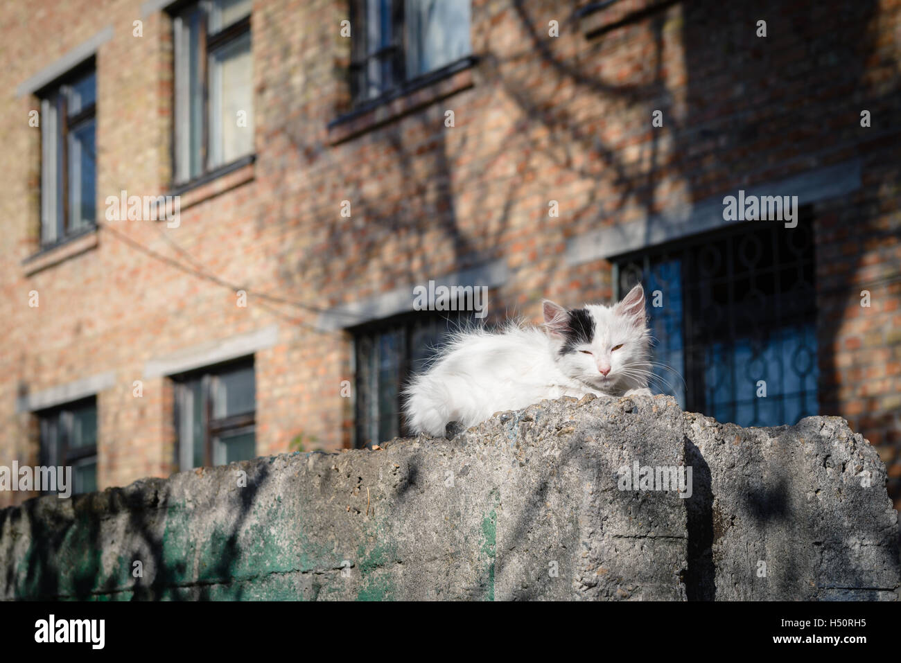 Stray cat laying on wall in front of abandoned factory in Chernobyl ...