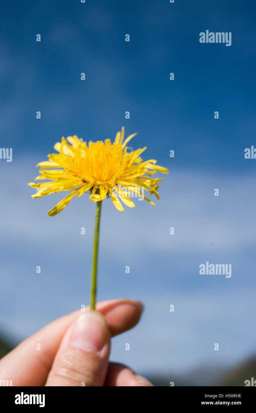 Macro shot dandelion seed hi-res stock photography and images - Alamy