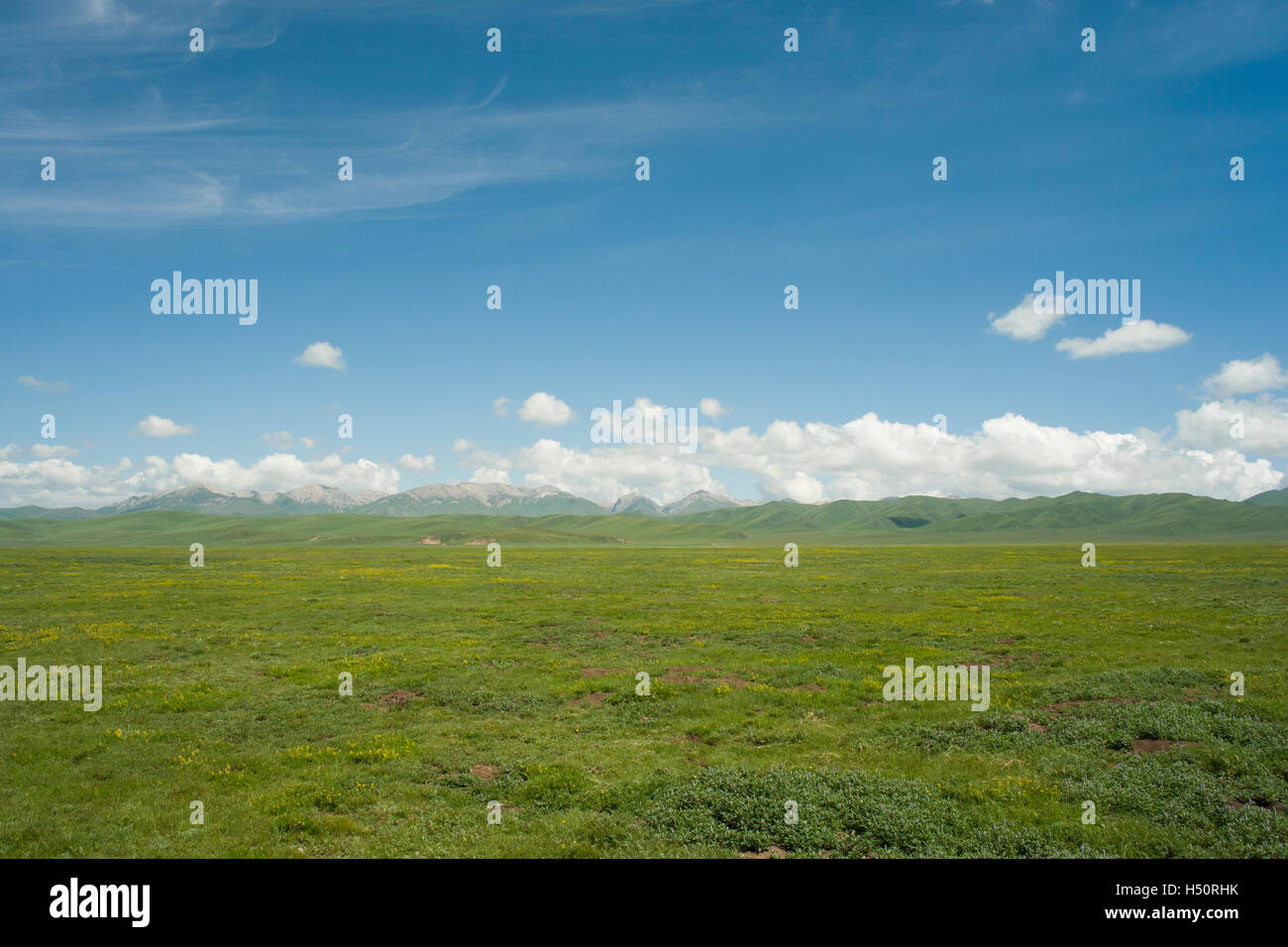 Grassland hi-res stock photography and images - Alamy