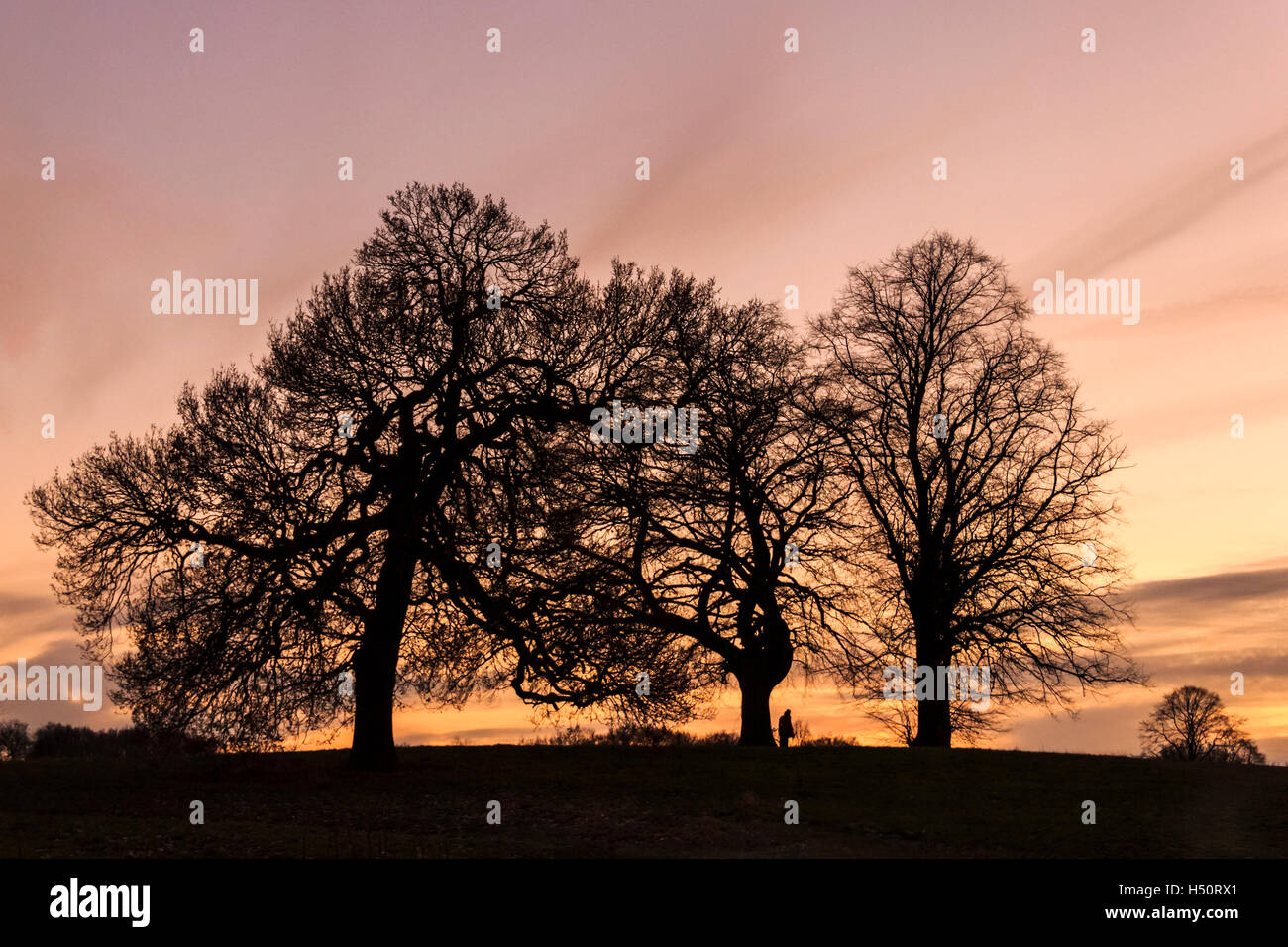 A single figure by a bare-branched oak tree silhouetted against the ...