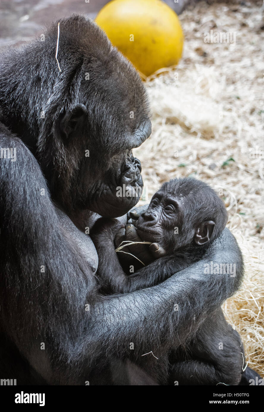 Young Western lowland gorilla - Gorilla gorilla gorilla - mother with ...