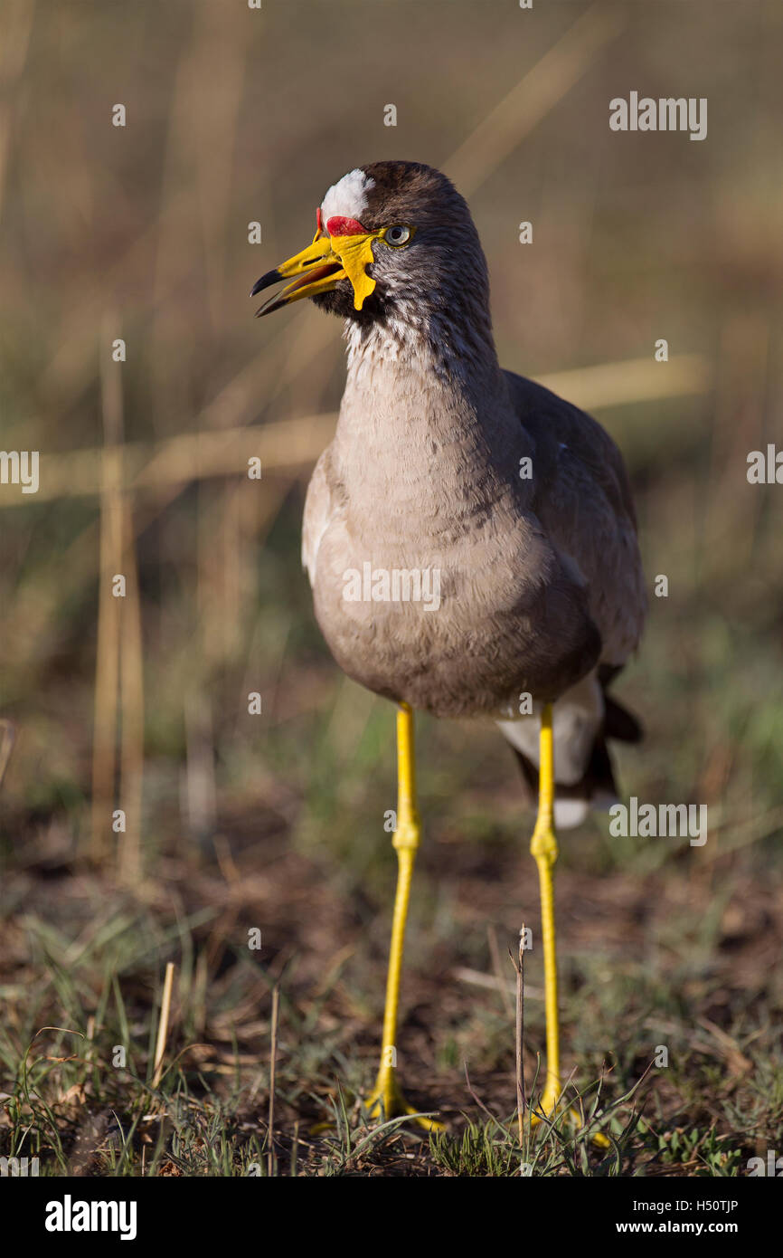 African wattled lapwing or Senegal wattled plover Stock Photo - Alamy