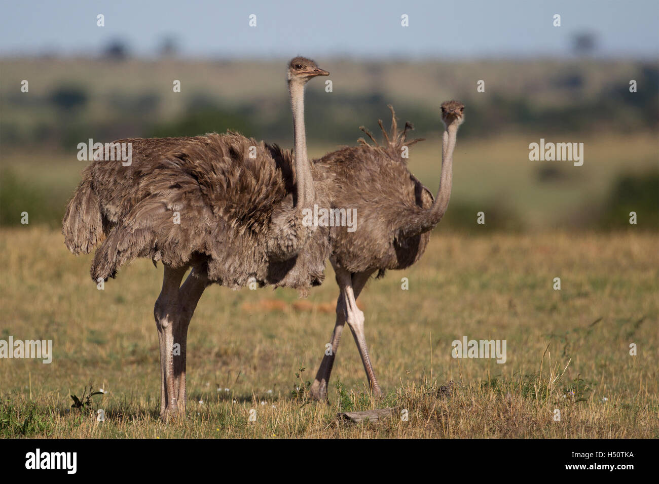 A pair of female Ostriches Stock Photo - Alamy