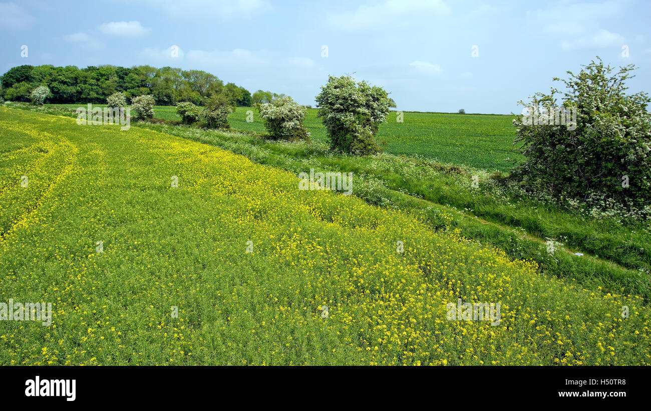 Yellow rapeseed, green wheat fields, overgrown footpath along white ...