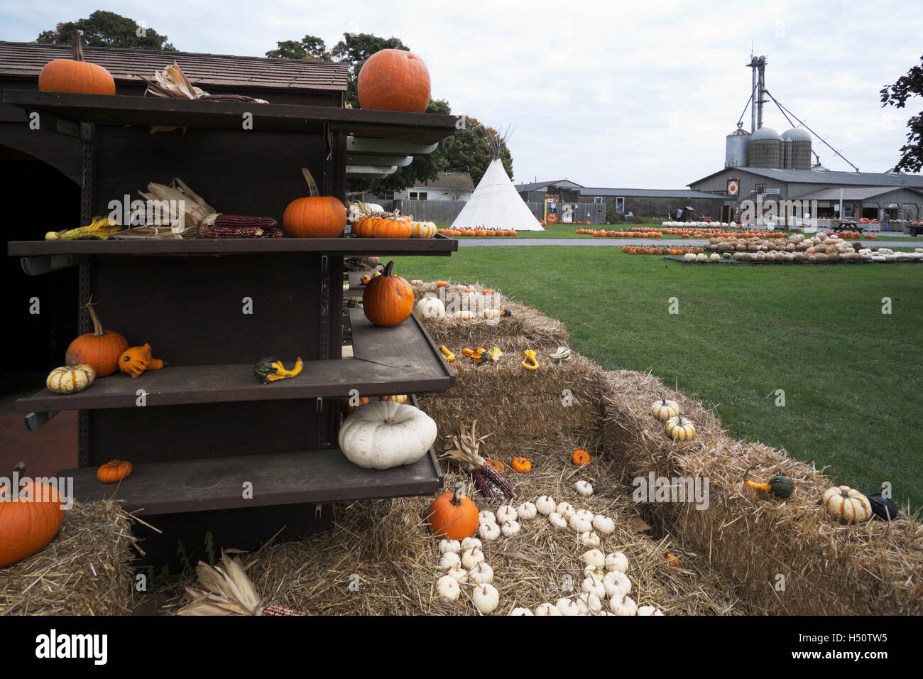 Pumpkin orange display agriculture hi-res stock photography and images ...