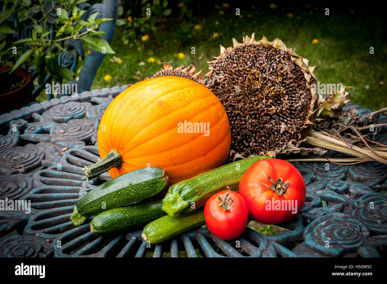 Garden produce displayed outdoors on garden table. Pumpkin, courgettes ...