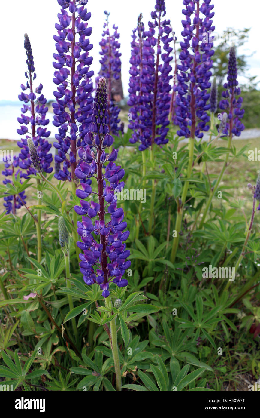 Purple lilac lupins (Lupinus sp) in a garden Stock Photo - Alamy