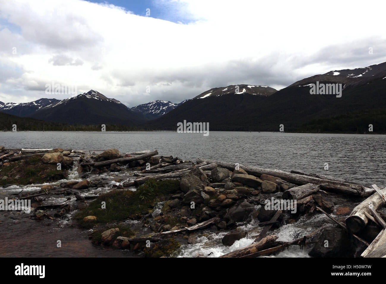 Barrage made by beavers in Ushuaia (castorera Stock Photo - Alamy