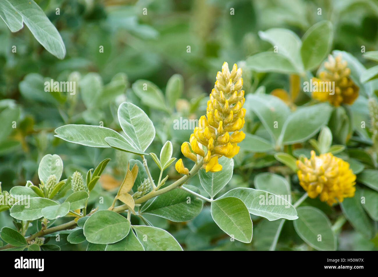 Argyrocytisus is a deciduous shrub, native to Morocco, with 3-parted ...