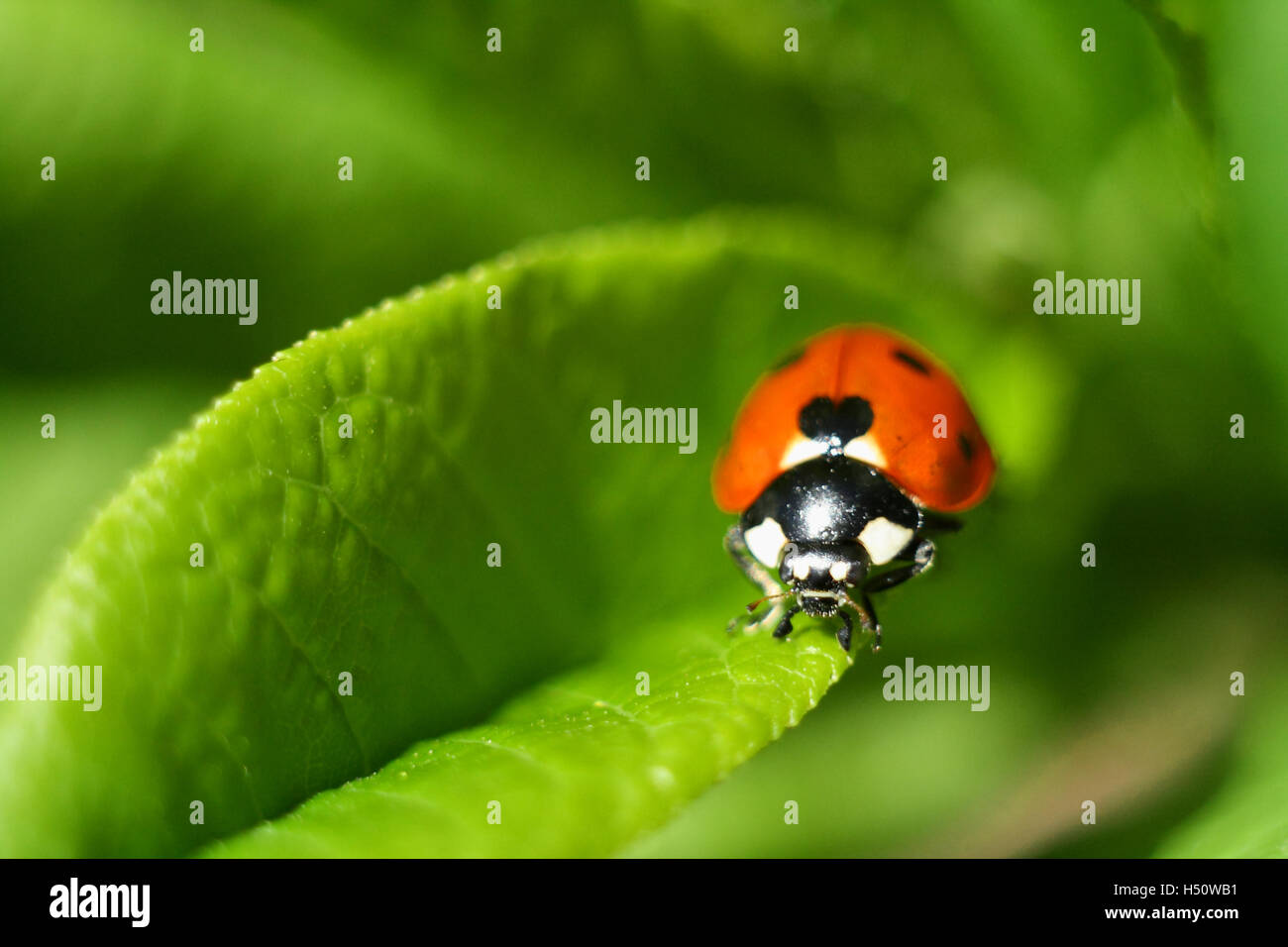 ladybird, beetle, close-up photo on a green leaf Stock Photo - Alamy