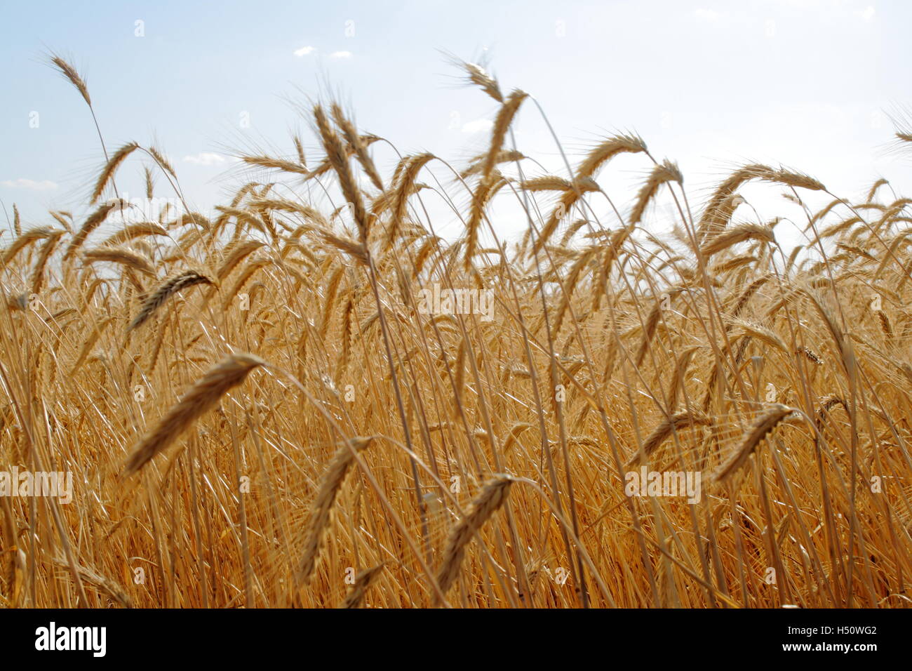 field of wheat Stock Photo - Alamy