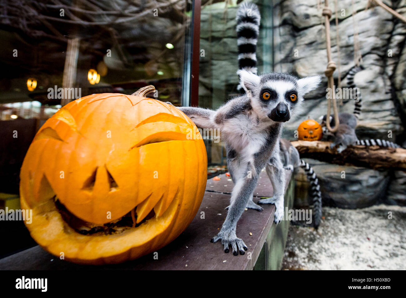 Prague, Czech Republic. 18th Oct, 2016. A lemur catta examines a ...