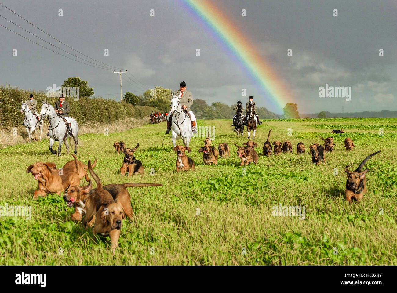 The Cranwell Bloodhounds out for hound exercise caught in a heavy rain ...