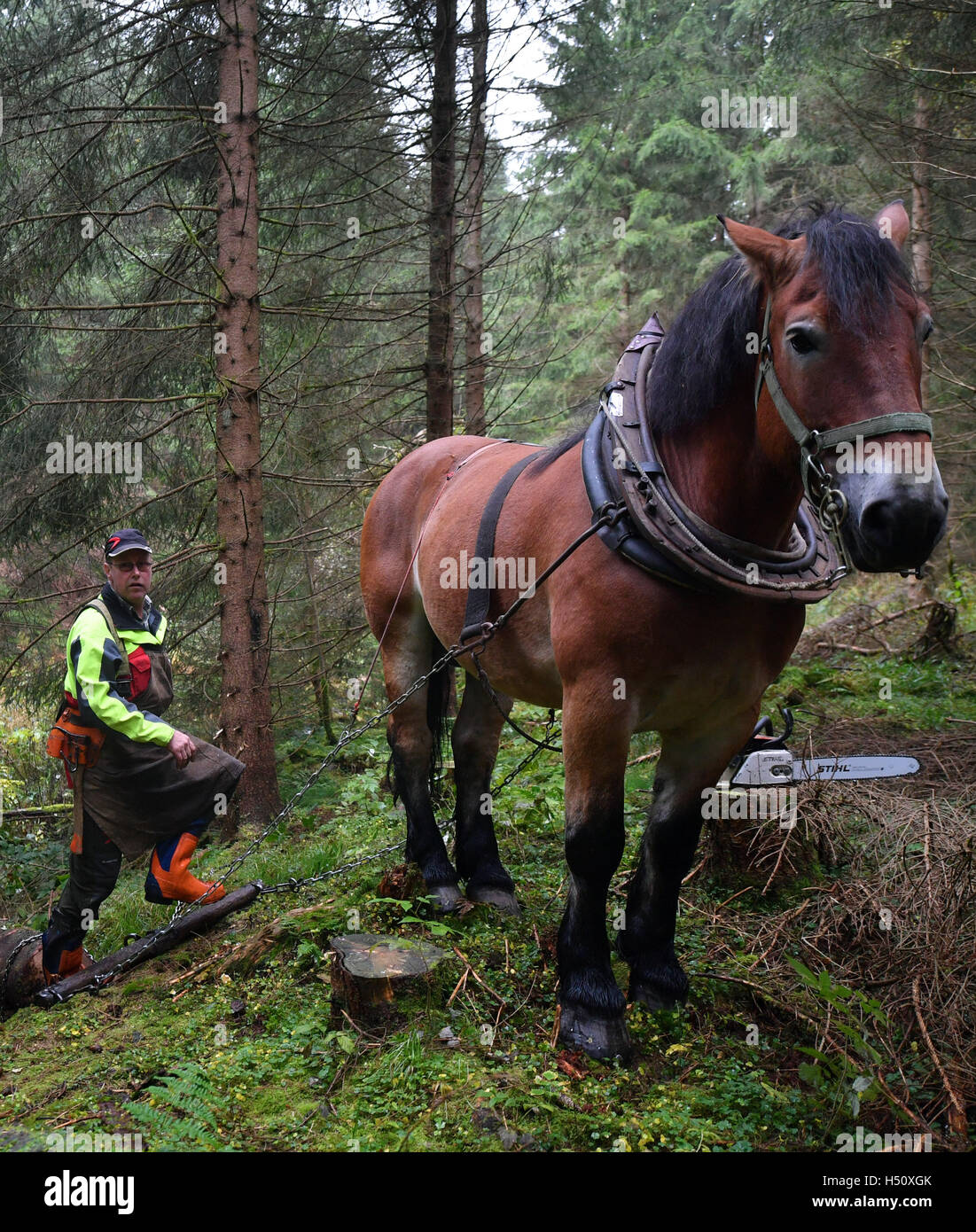 Oberhof, Germany. 18th Oct, 2016. Michael Rose and a workhorse in a ...