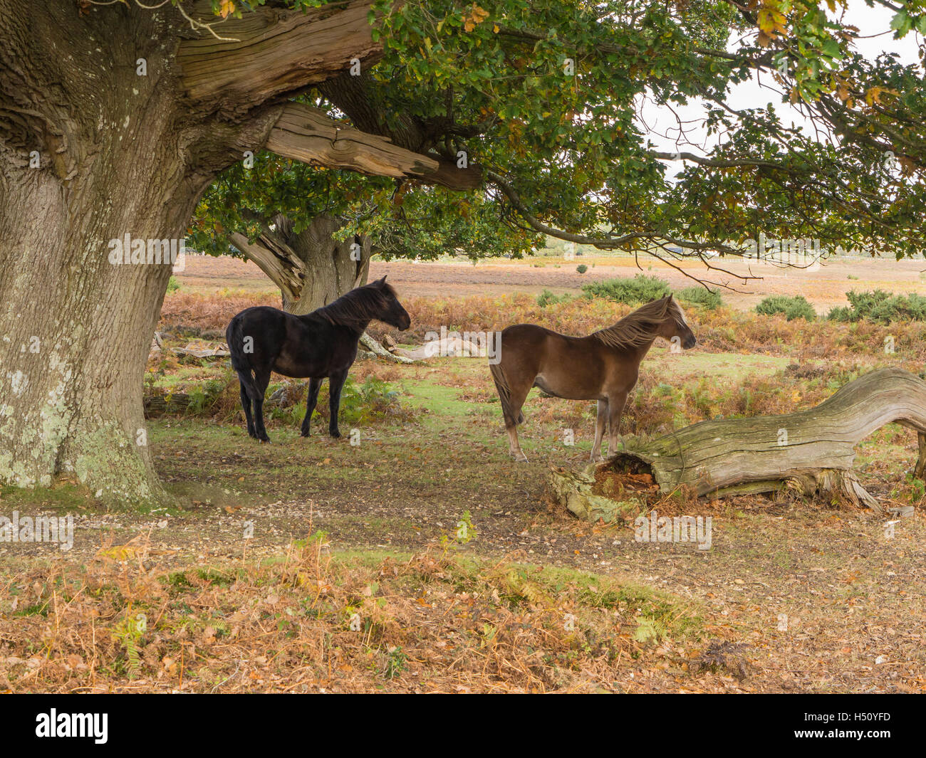 Ponies under tree hi-res stock photography and images - Alamy