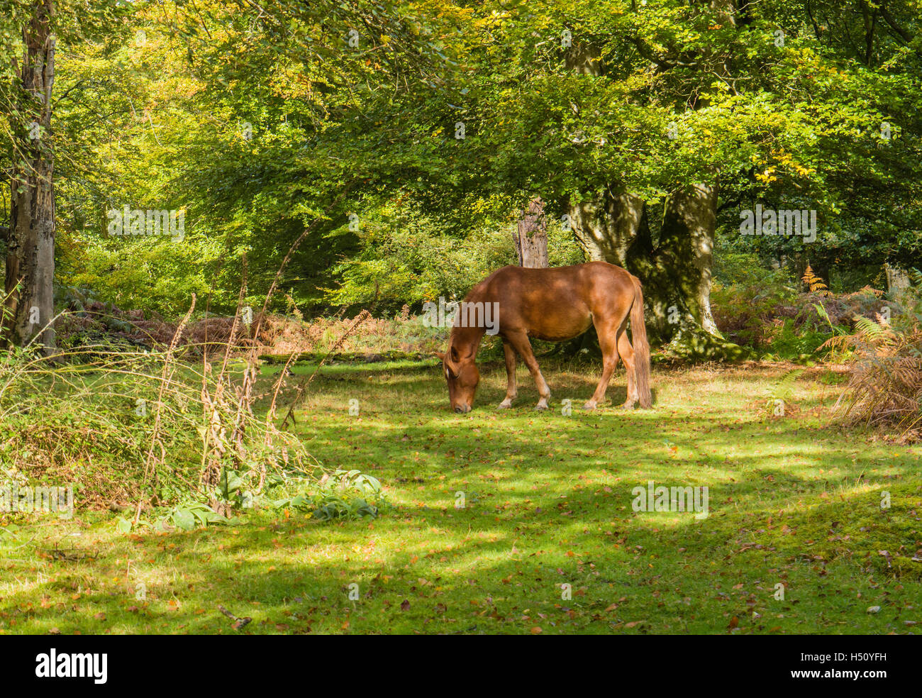 Pony under tree hi-res stock photography and images - Alamy