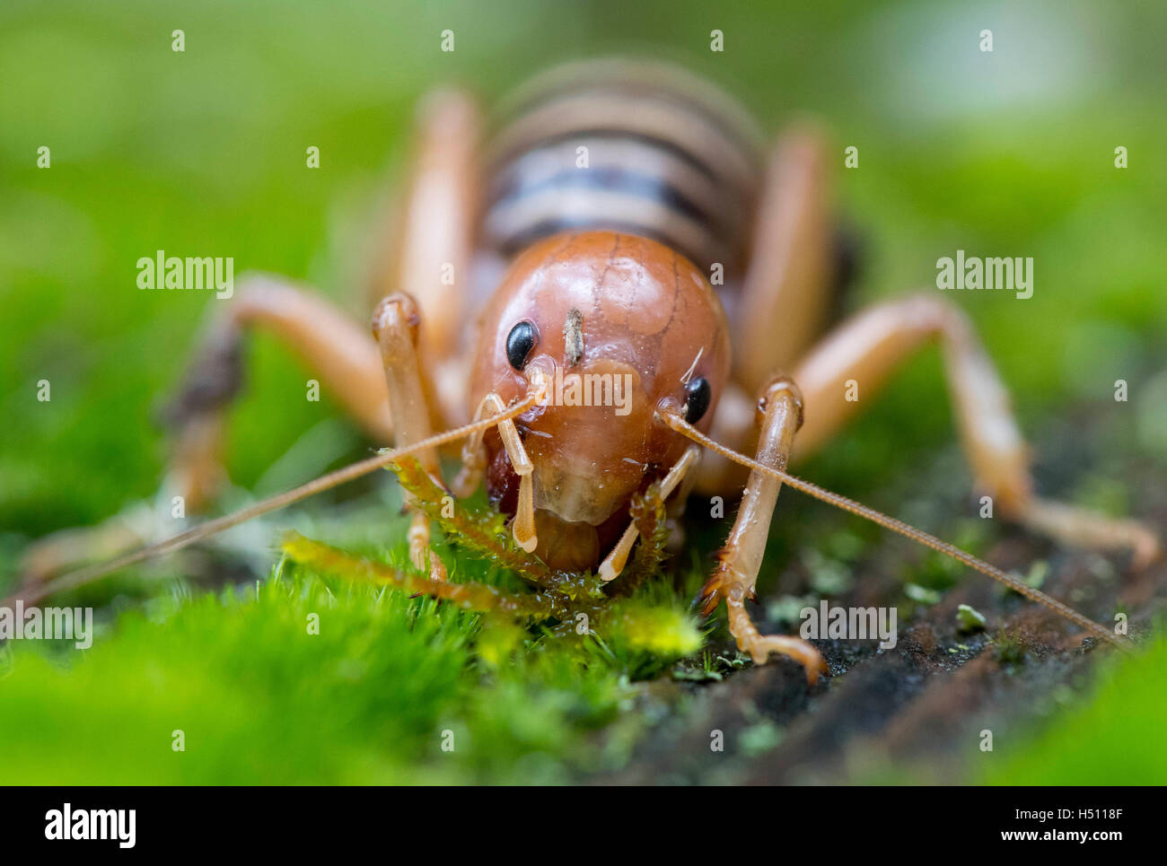 Jerusalem cricket hi-res stock photography and images - Alamy