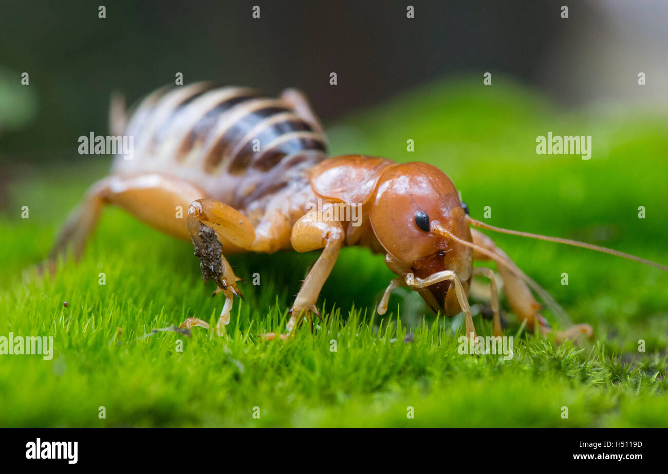 Jerusalem cricket hi-res stock photography and images - Alamy