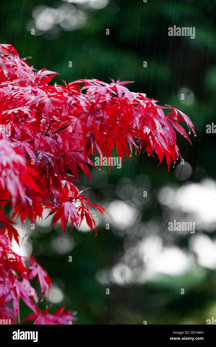 A red acer tree with red leaves contrasted agains a green tree whilst ...