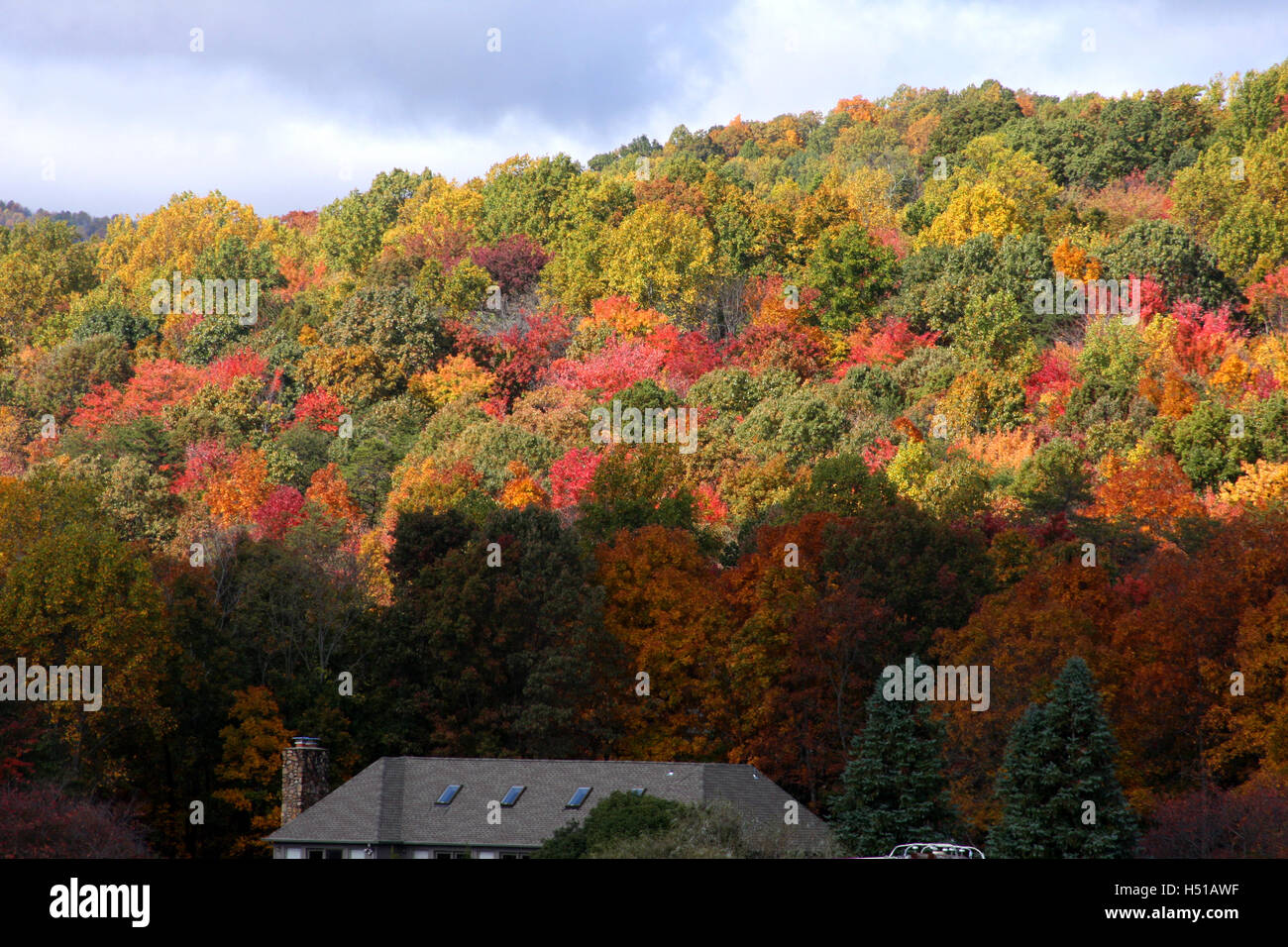 Forest changing colors in autumn Stock Photo - Alamy