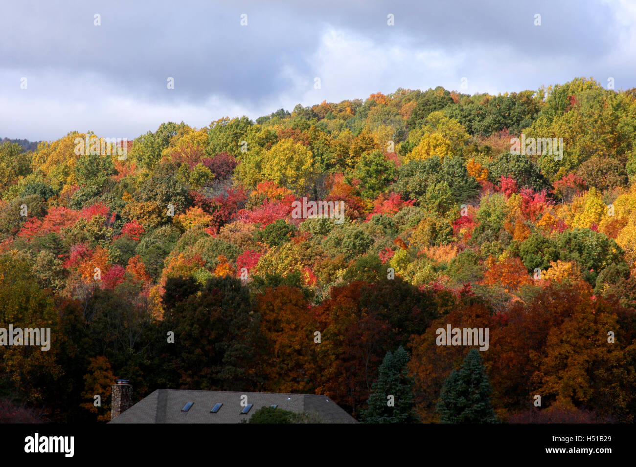 Forest changing colors in autumn Stock Photo - Alamy