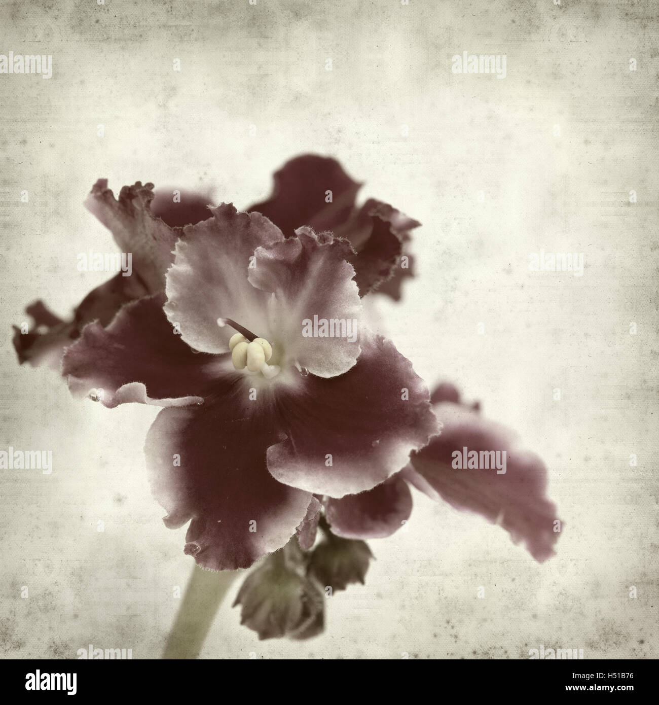 textured old paper background with red and white african violet Stock ...
