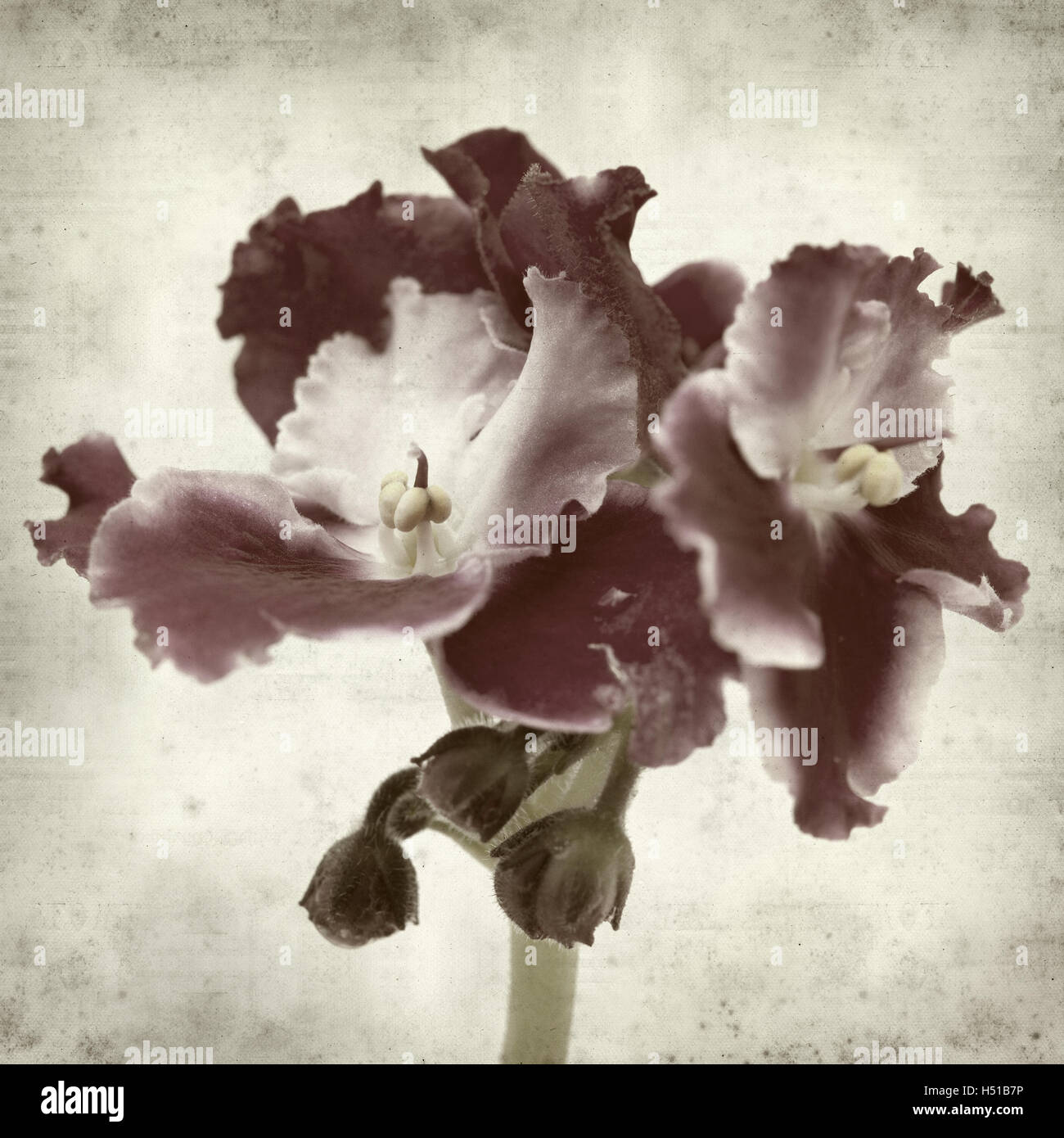 textured old paper background with red and white african violet Stock ...