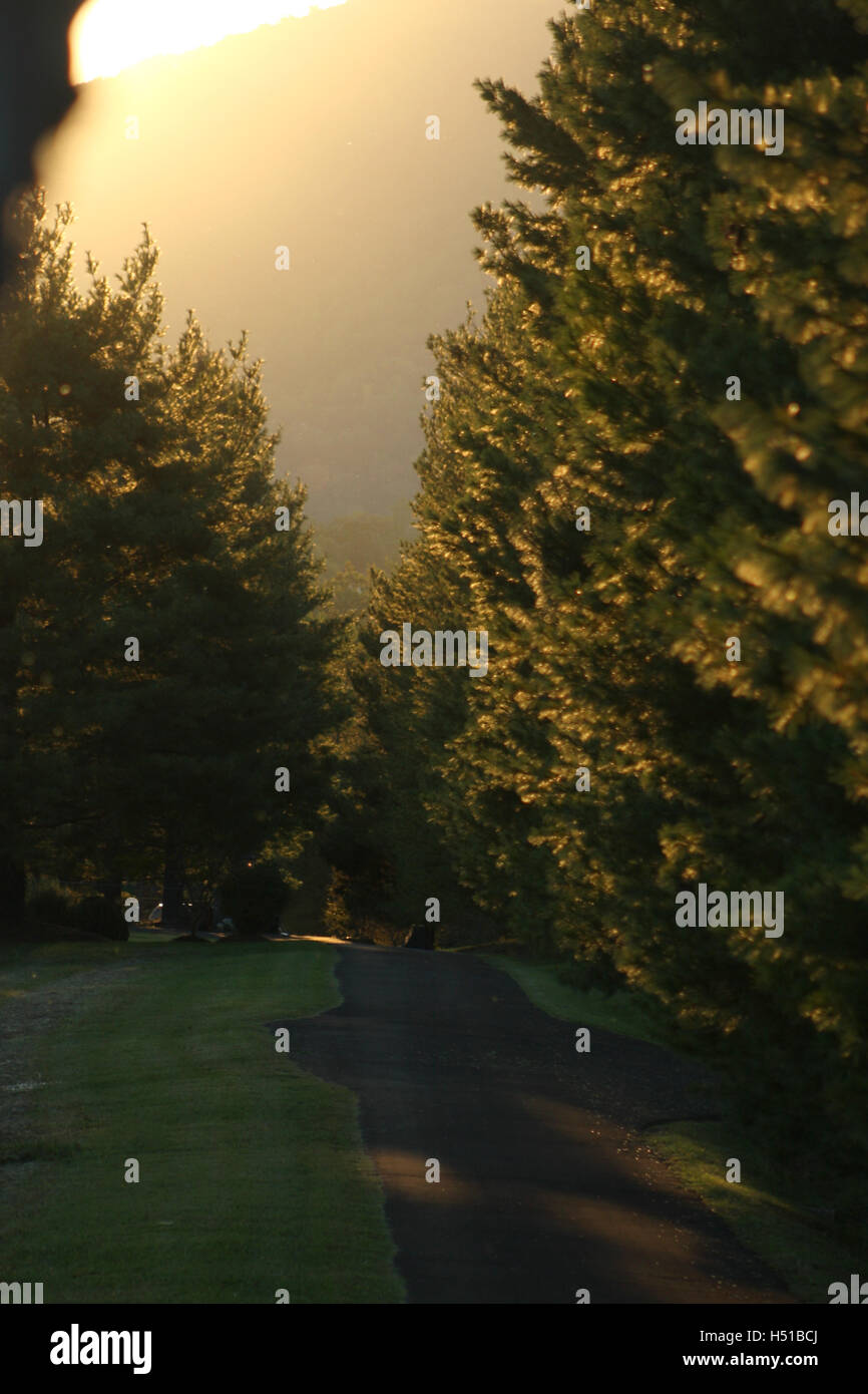 Driveway between pine trees, at sunset Stock Photo - Alamy