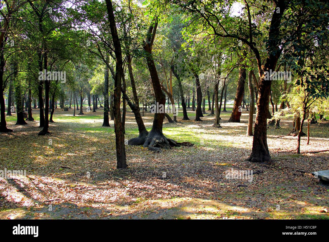 Park Chapultepec in Mexico city Stock Photo - Alamy